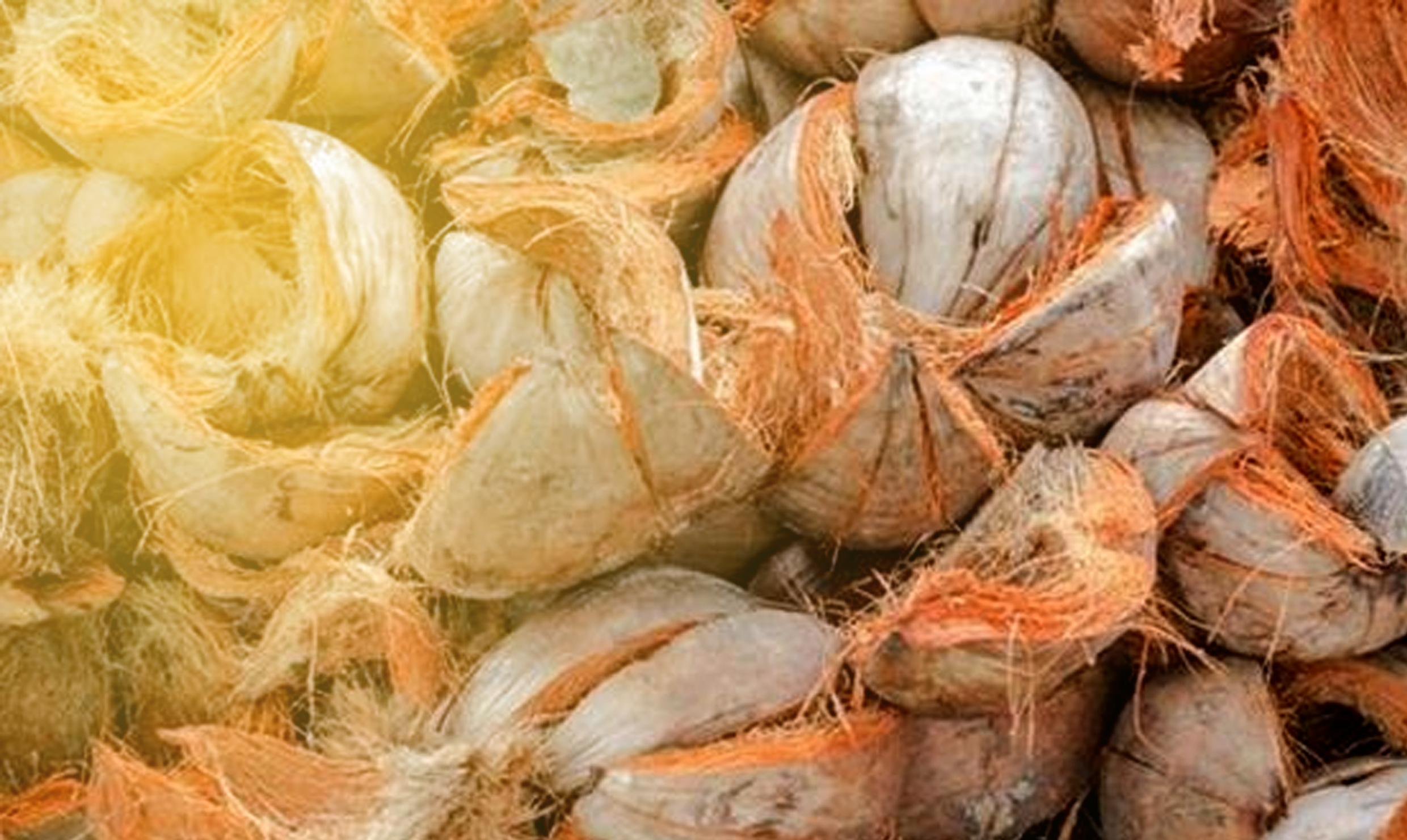 Langkah Memulai Usaha Pengolahan Sabut Kelapa yang Tepat - JagoMemasak.com
